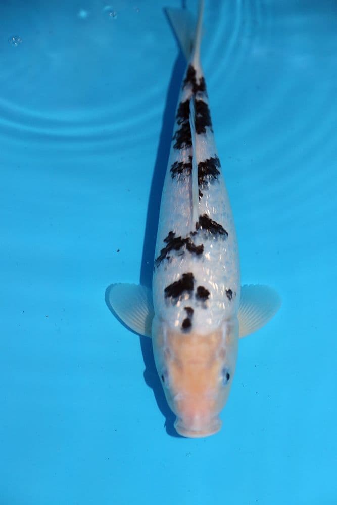 Gin Rin Bekko-Koi For Sale 12" 8836