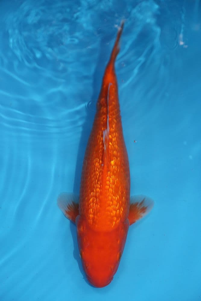 Gin Rin Benigoi-Koi For Sale 13" 5180