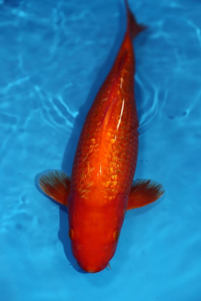 Gin Rin Benigoi-Koi For Sale 15 6615