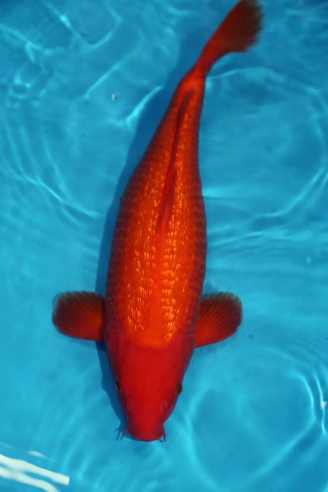 Gin Rin Benigoi-Koi For Sale 15" 8159