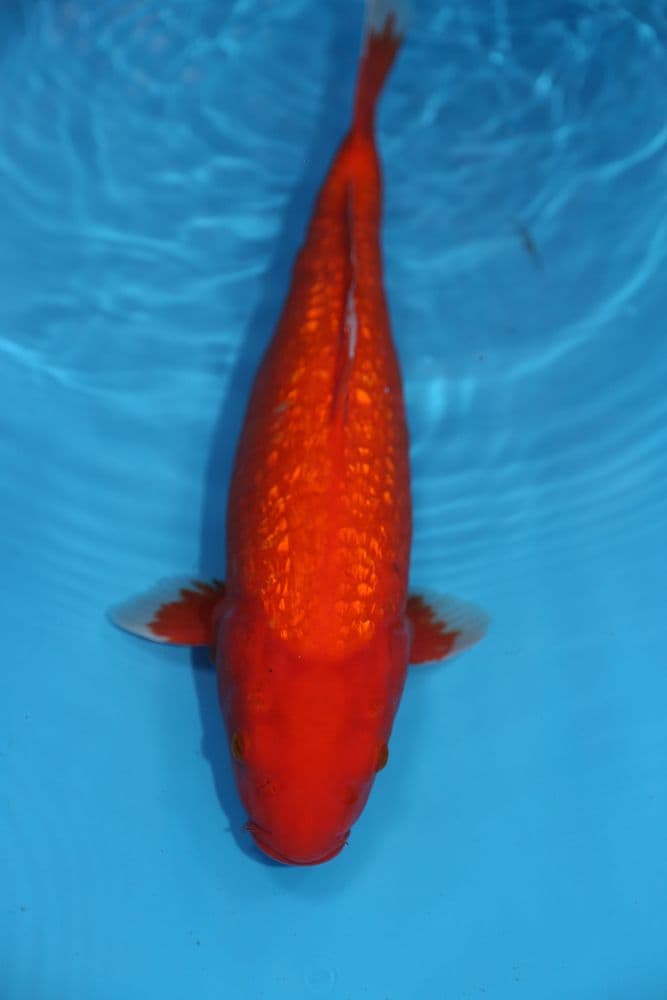 Gin Rin Benigoi-Koi For Sale 16" 4812