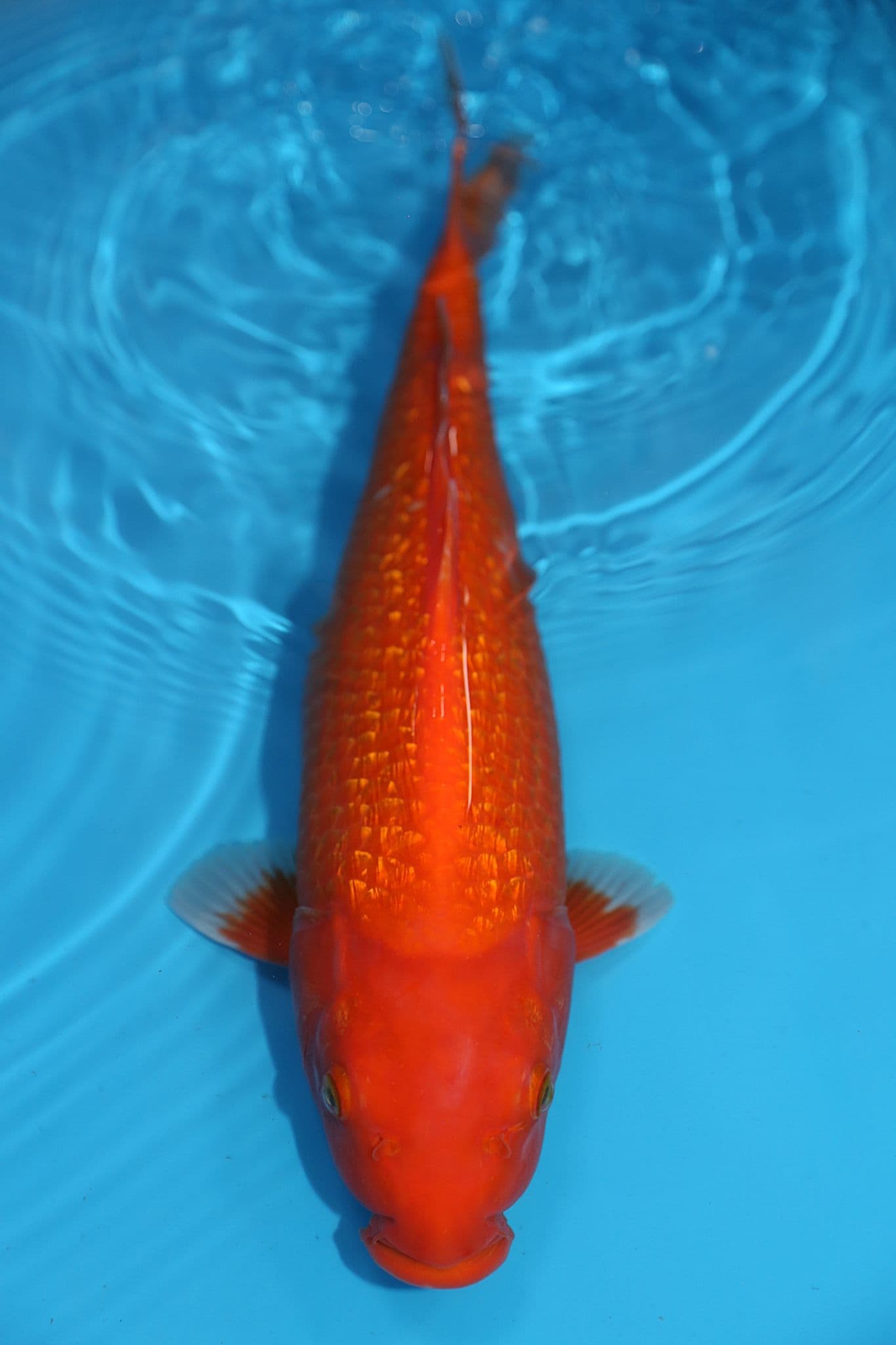 Gin Rin Benigoi-Koi For Sale 16" 4825