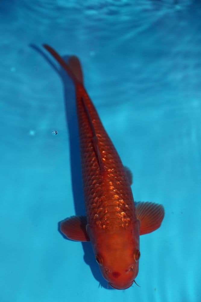 Gin Rin Chagoi-Koi For Sale 14" 8646