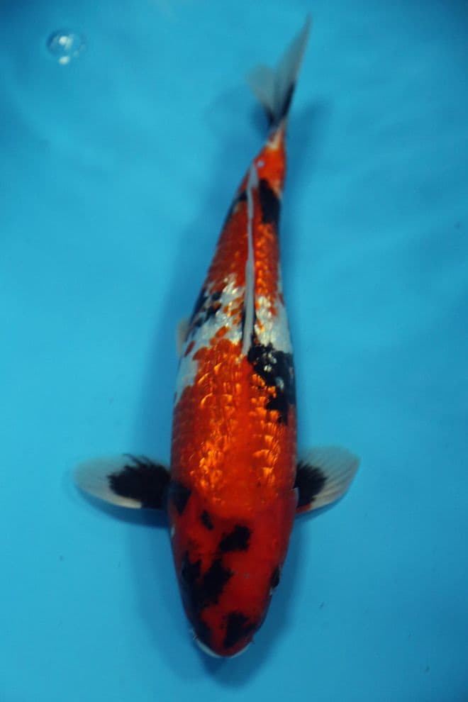 Gin Rin Showa-Koi For Sale 12" 8205