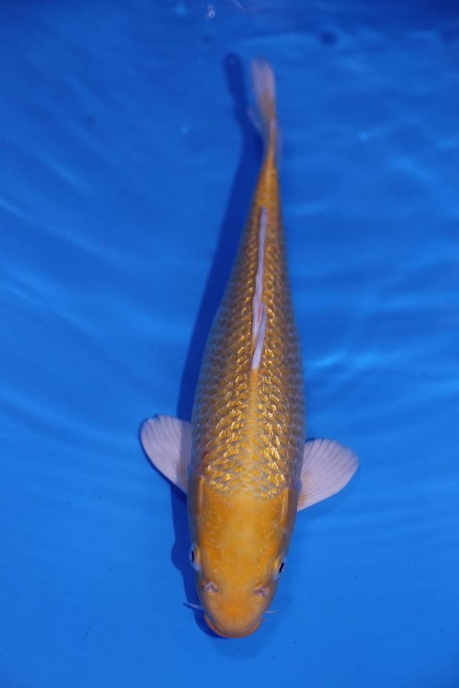 Gin Rin Yamabuki Ogon-Koi For Sale 11" 8261