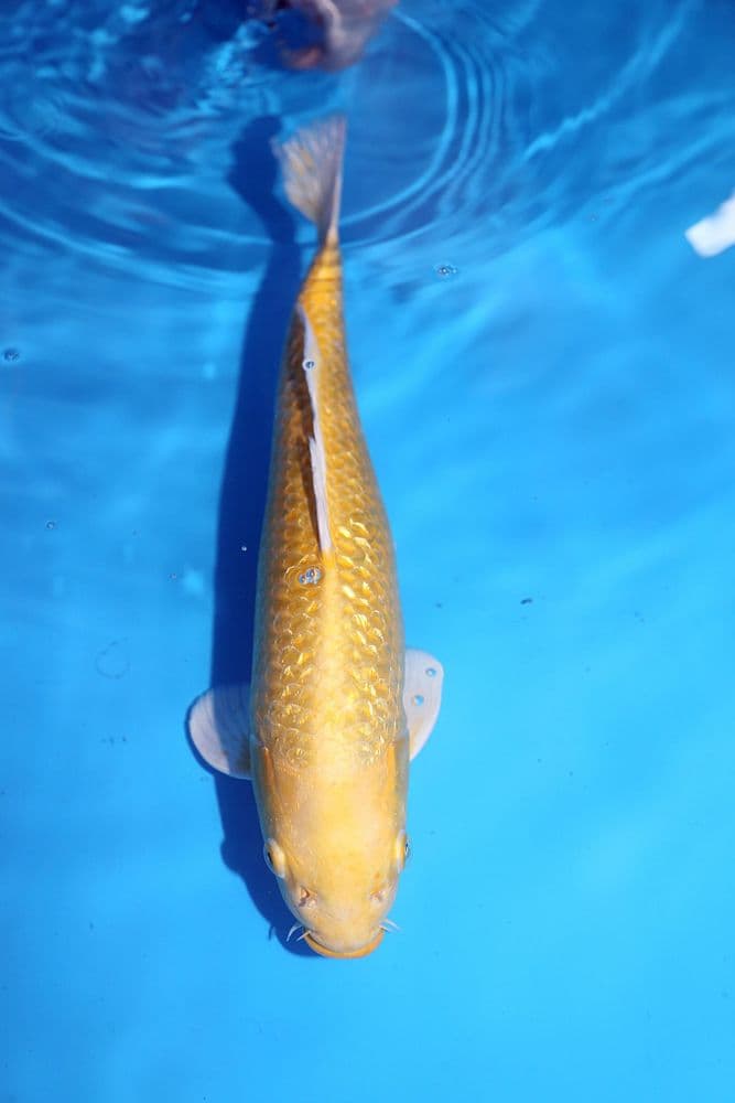 Gin Rin Yamabuki Ogon-Koi For Sale 12" 8750