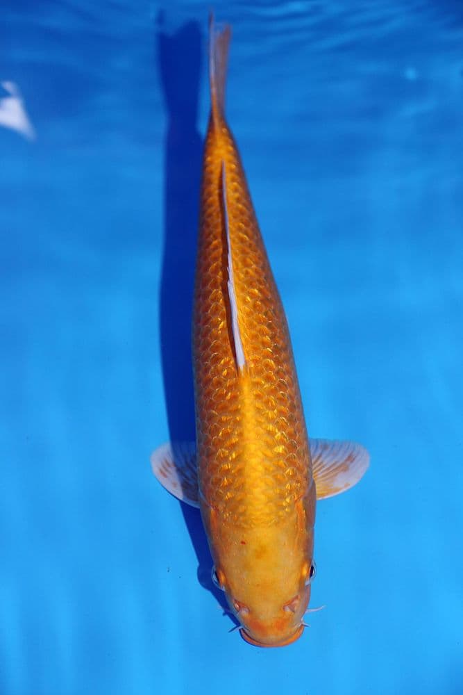 Gin Rin Yamabuki Ogon-Koi For Sale 14" 8645