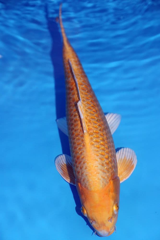 Gin Rin Yamabuki Ogon-Koi For Sale 14" 8658