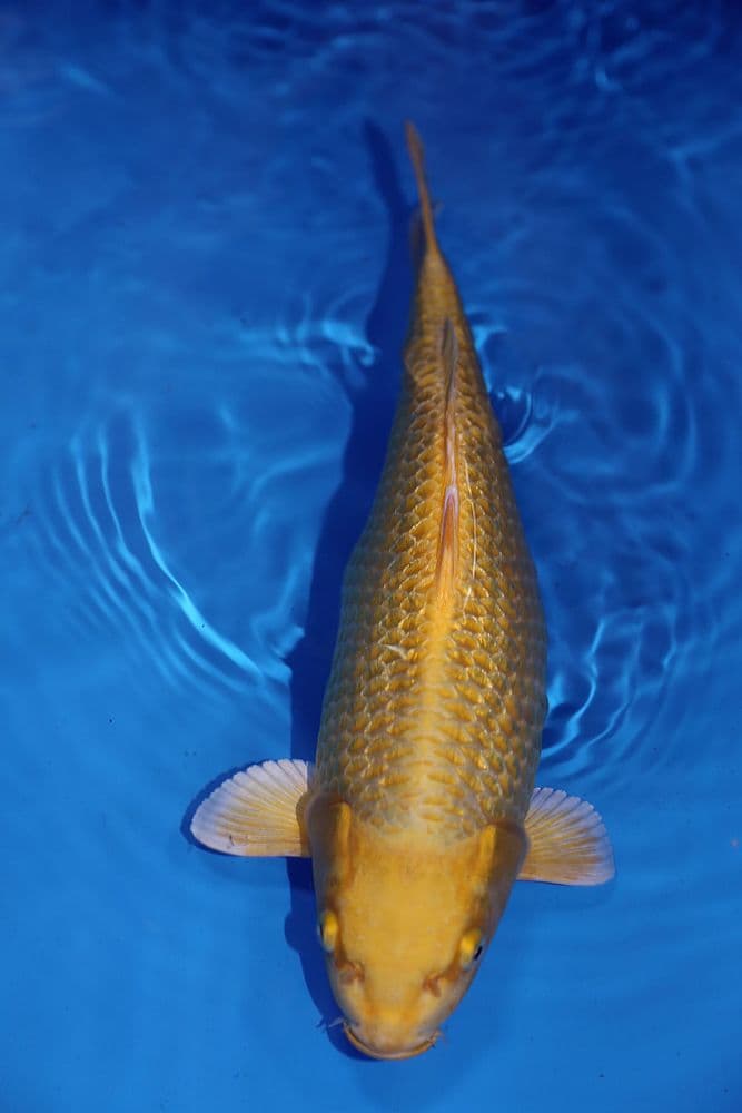 Gin Rin Yamabuki Ogon-Koi For Sale 15" 8064