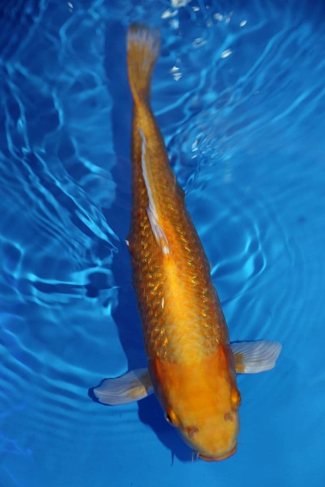 Gin Rin Yamabuki Ogon-Koi For Sale 16" 8937