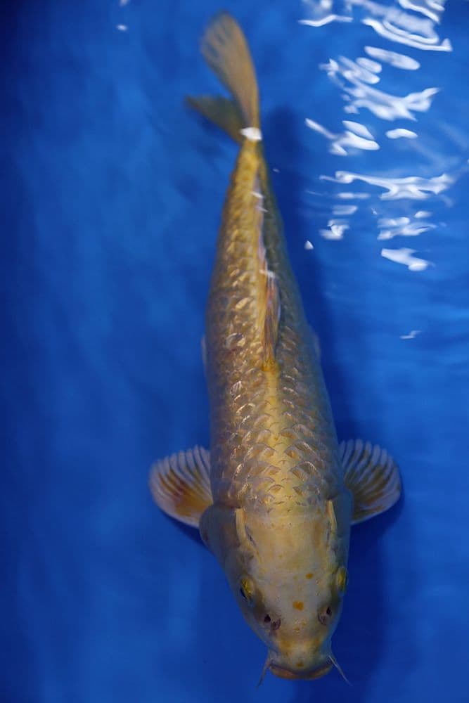 Gin Rin Yamabuki Ogon-Koi For Sale 16" 8950