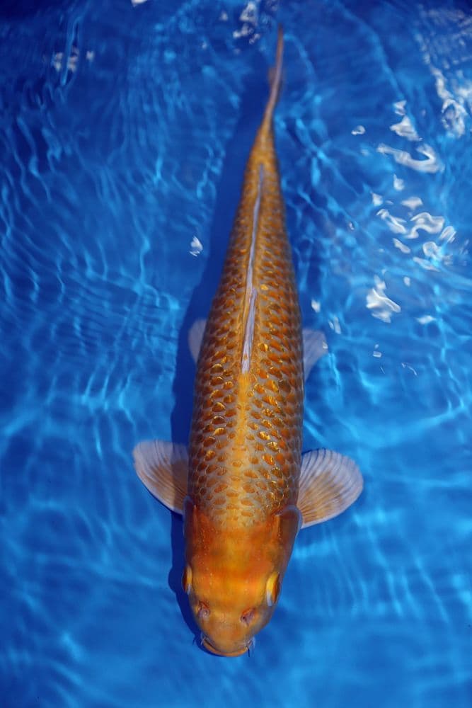 Gin Rin Yamabuki Ogon-Koi For Sale 16" 8953