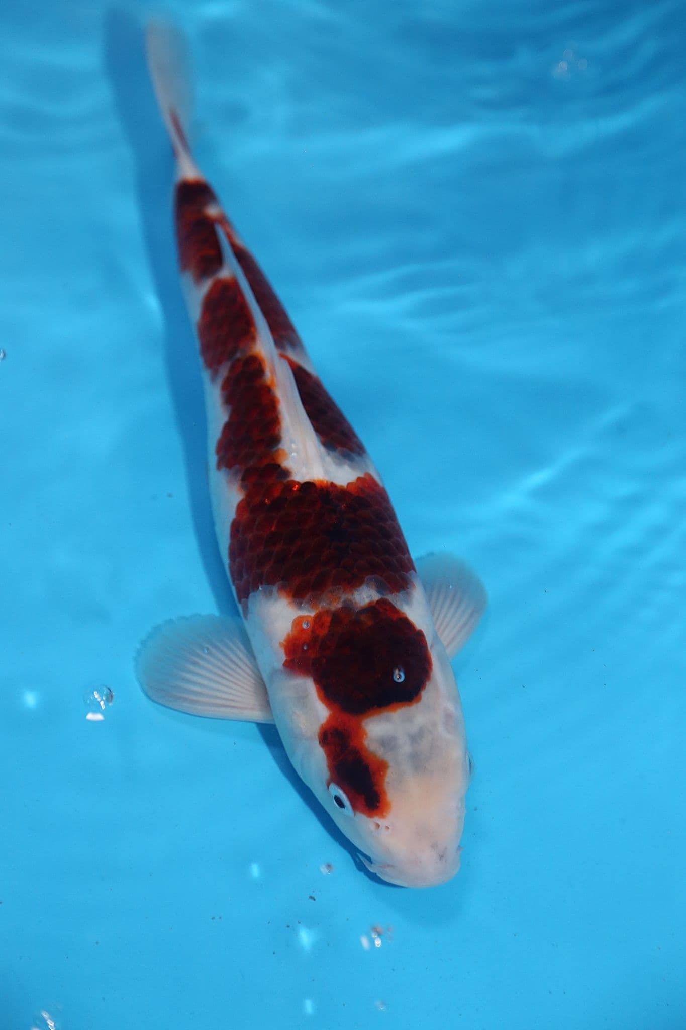 Goromo-Koi For Sale 11" 8272