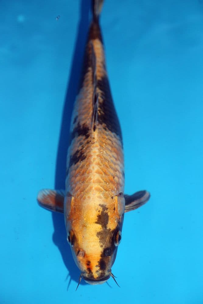 Kin Ki Utsuri-Koi For Sale 12" 8744