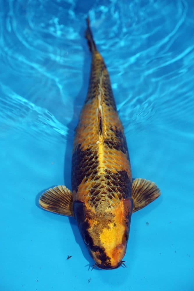 Kin Ki Utsuri-Koi For Sale 15" 8115