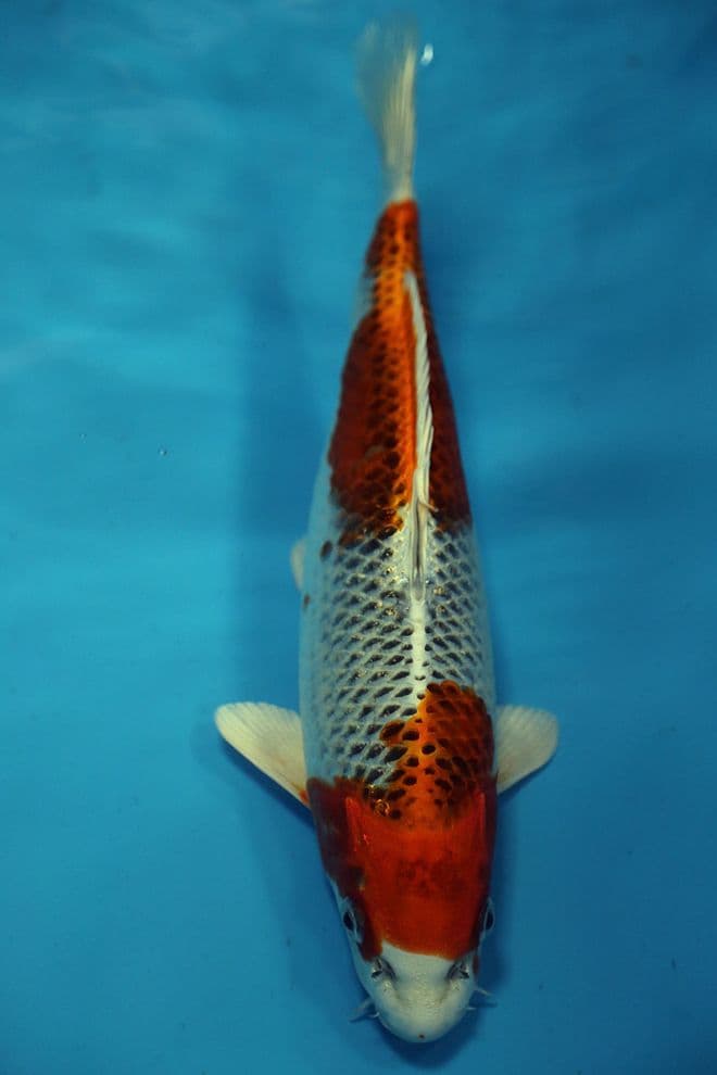 Kujaku-Koi For Sale 12 8180