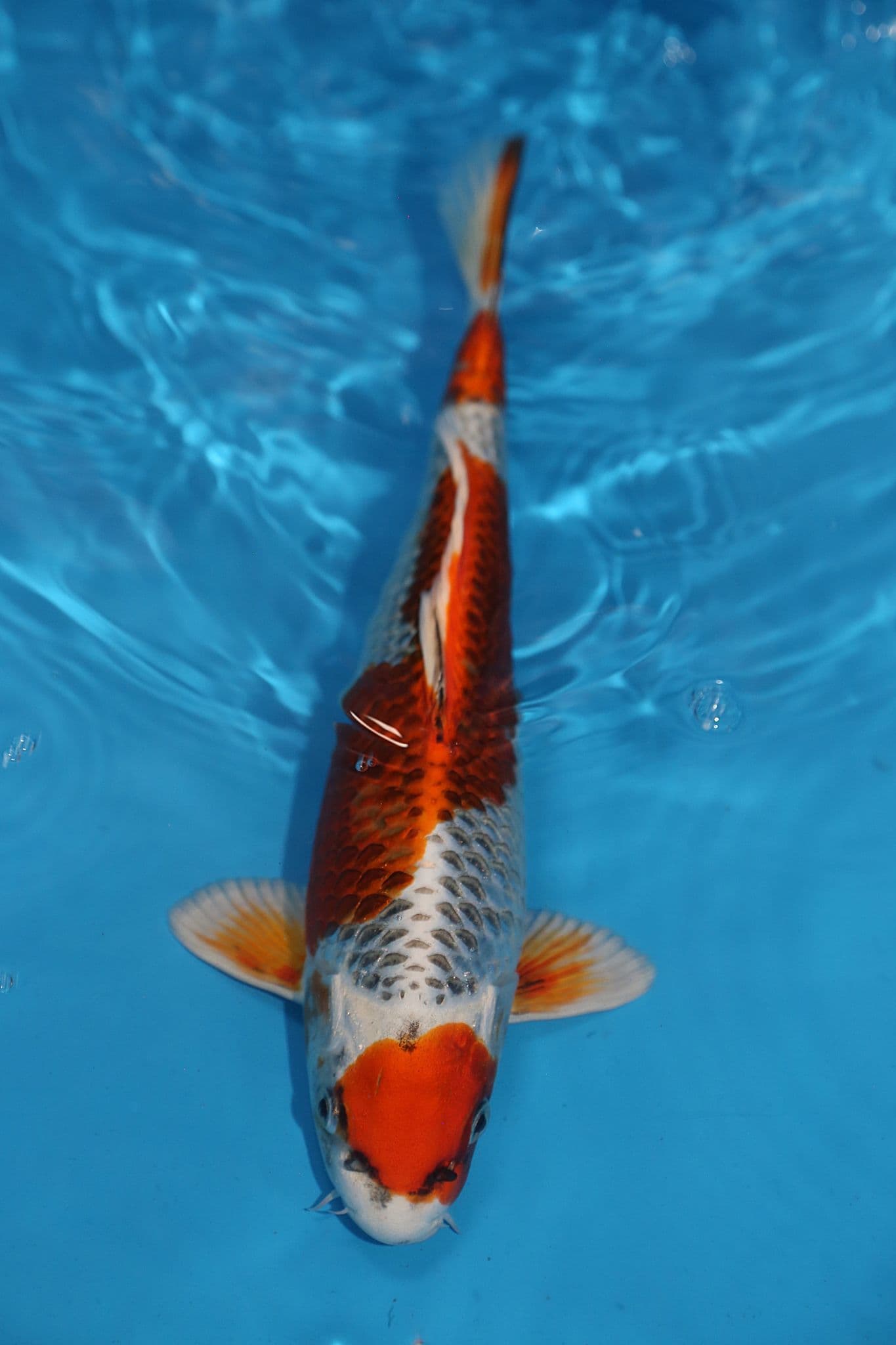 Kujaku Koi Japanese Koi HQ Kujaku Vision Aquatics