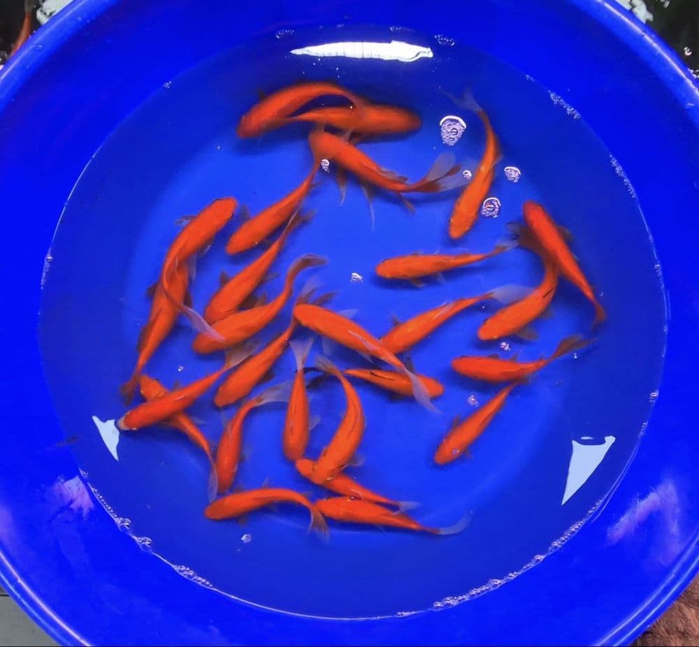 Red Comet Goldfish 6"