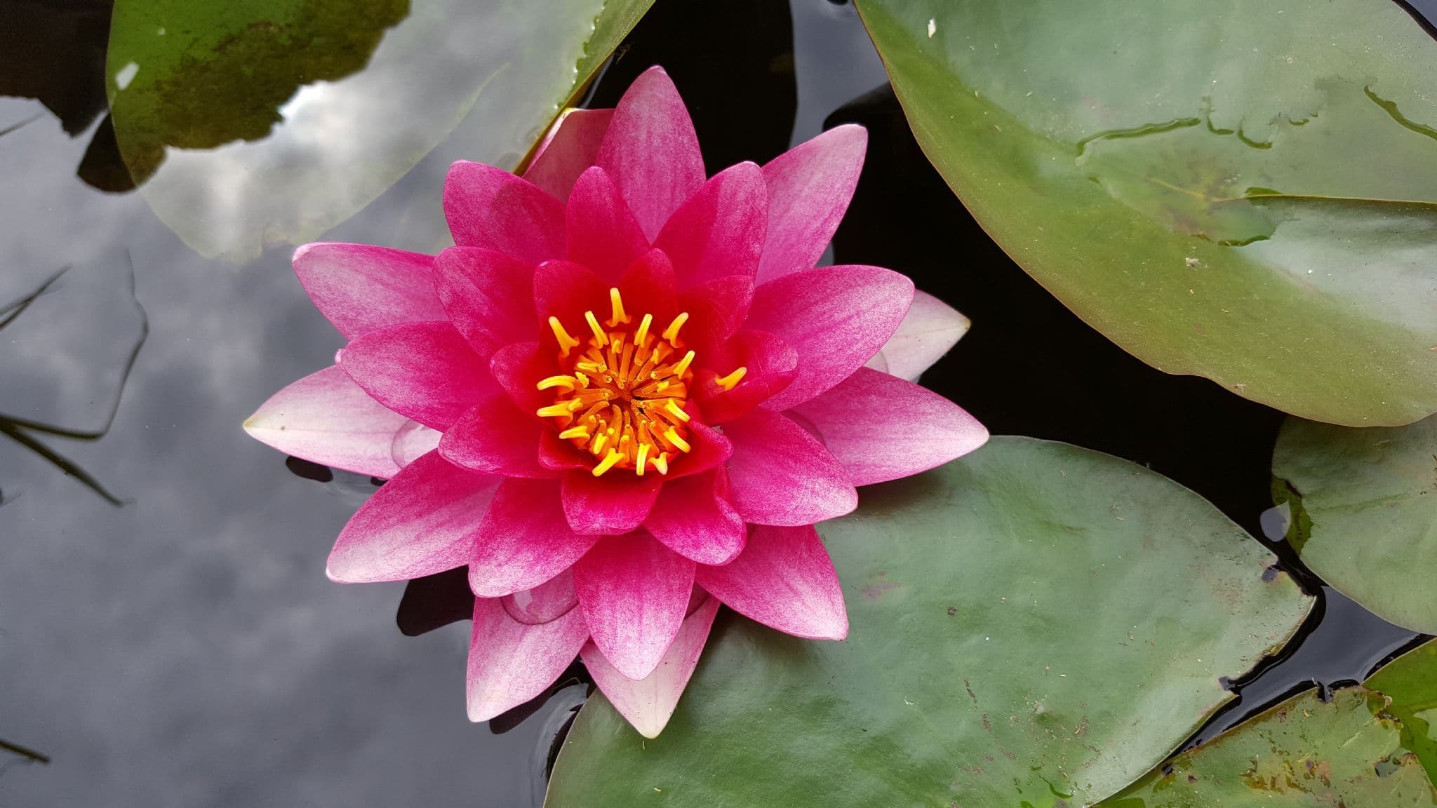 Red Water Lily Nymphaea James Brydon