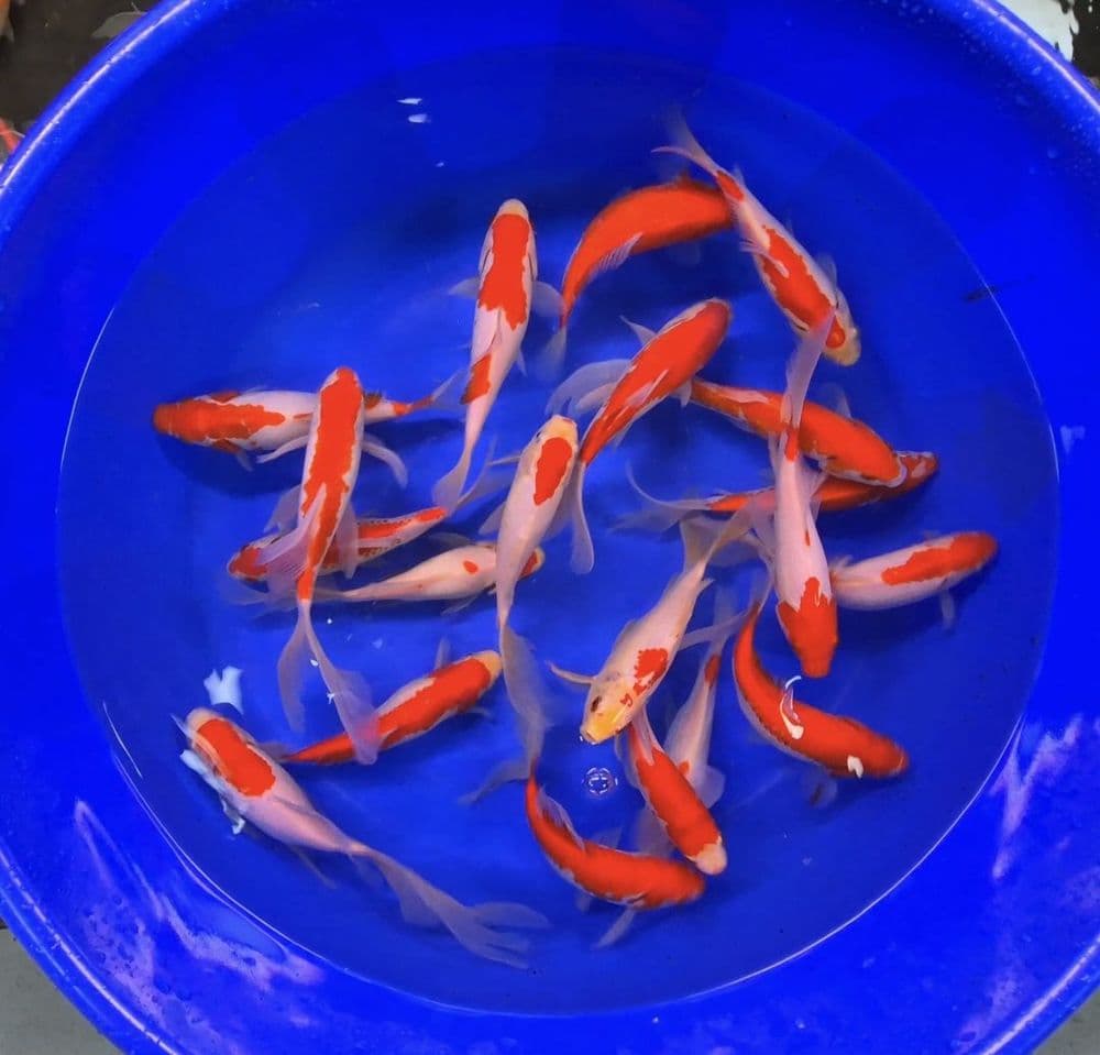 Sarasa Comet Goldfish Mix 6"-7"