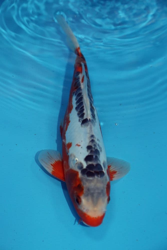 Shusui-Koi For Sale 12" 8237
