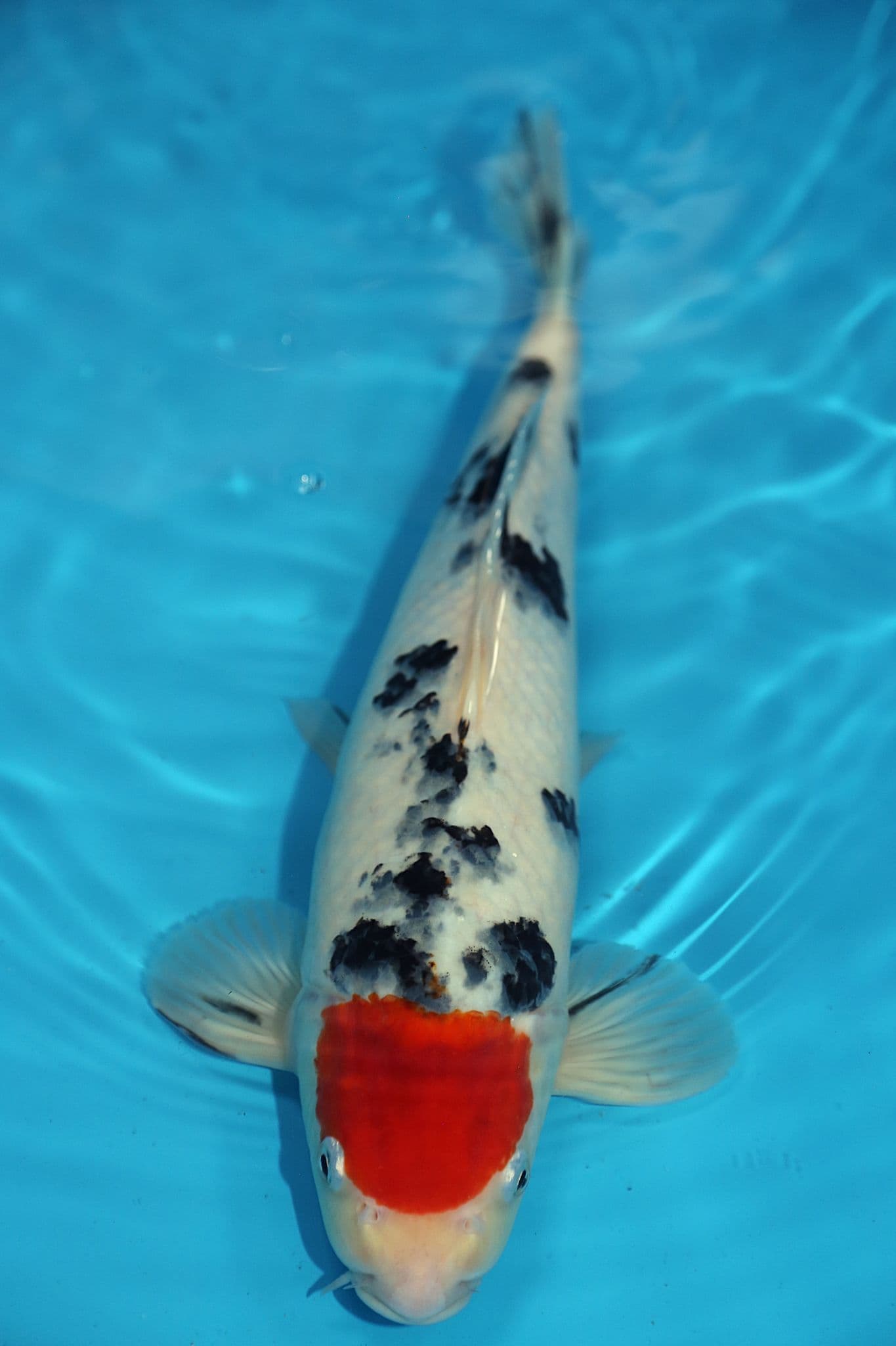 Tancho Sanke Koi What Is A Tancho Koi? | Apex Koi