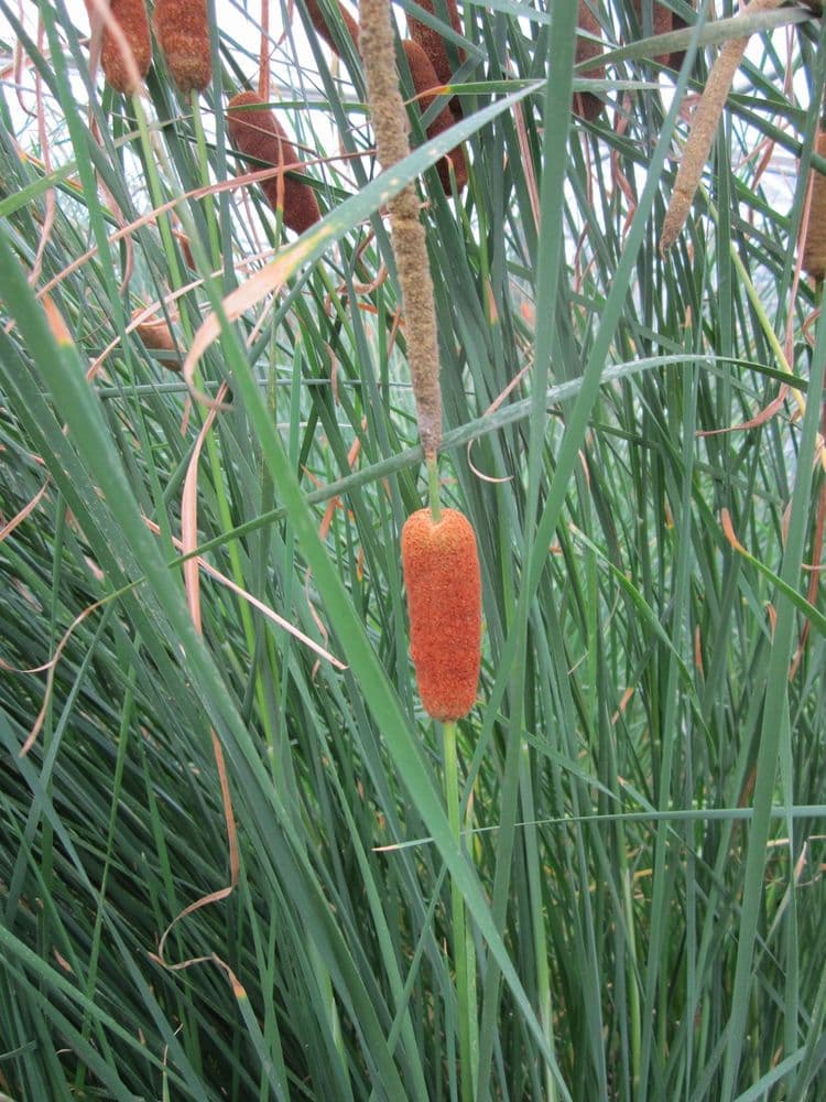 Typha gracilis 3ltr Basket