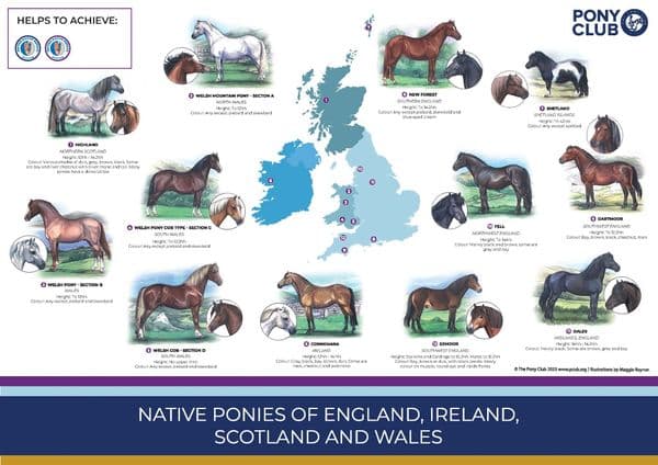 New Pony Club Posters Pack of 4