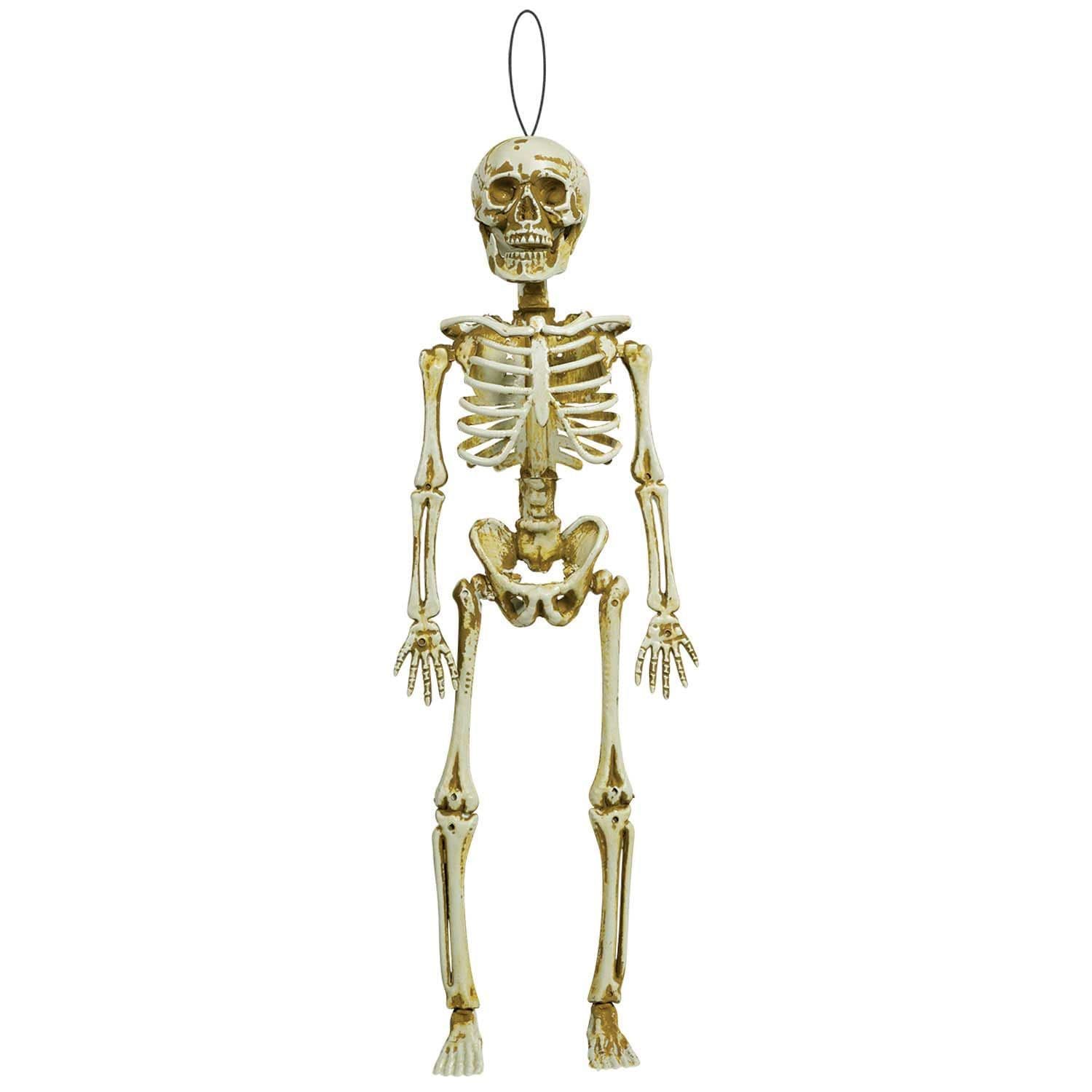 Hanging Natural Bone Skeleton