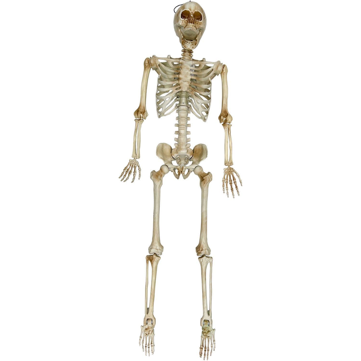 Life Size Hanging Skeleton