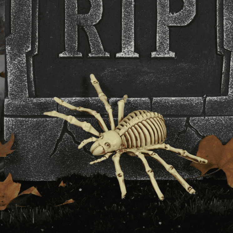 Spider Skeleton