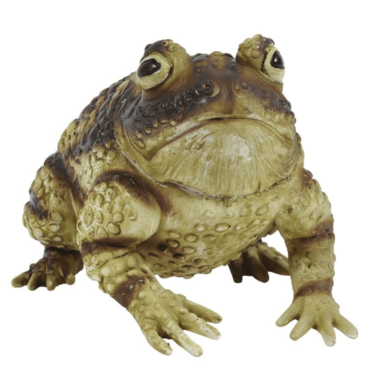 Toad