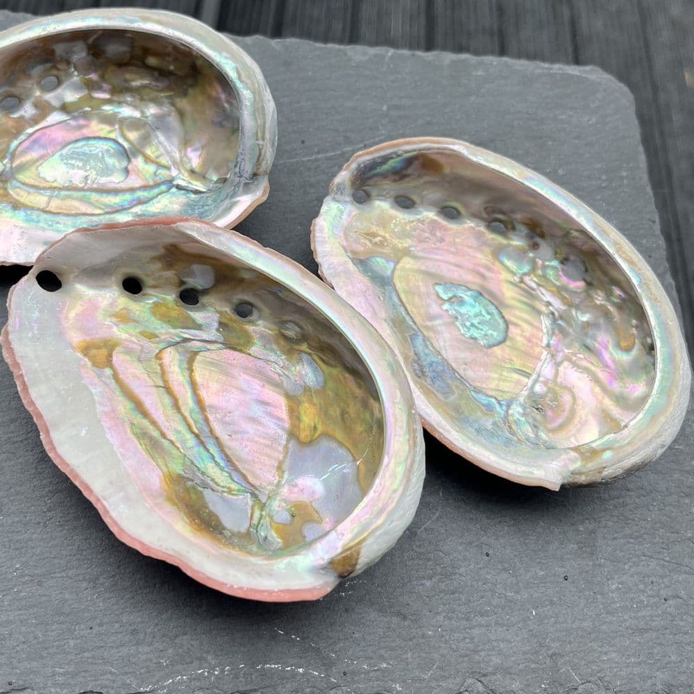 Abalone Shells