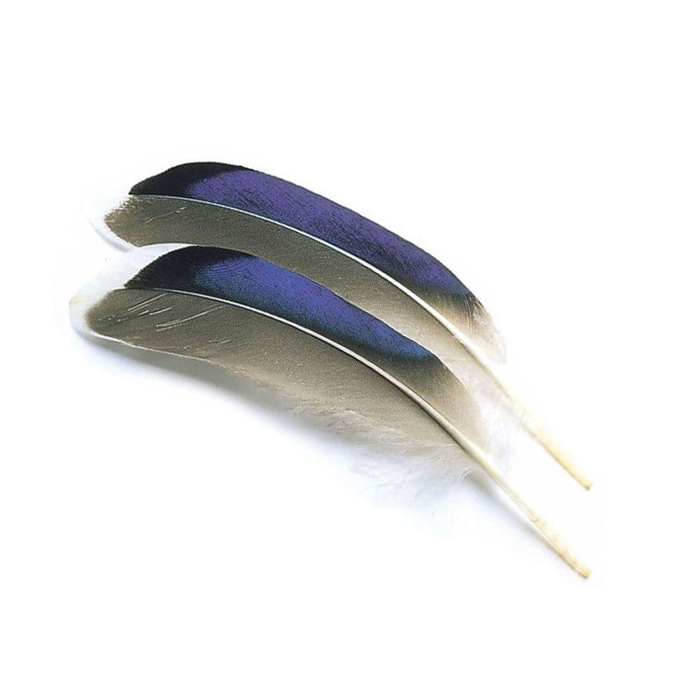 Veniard Mallard Duck Wing Quills Blue White Tips
