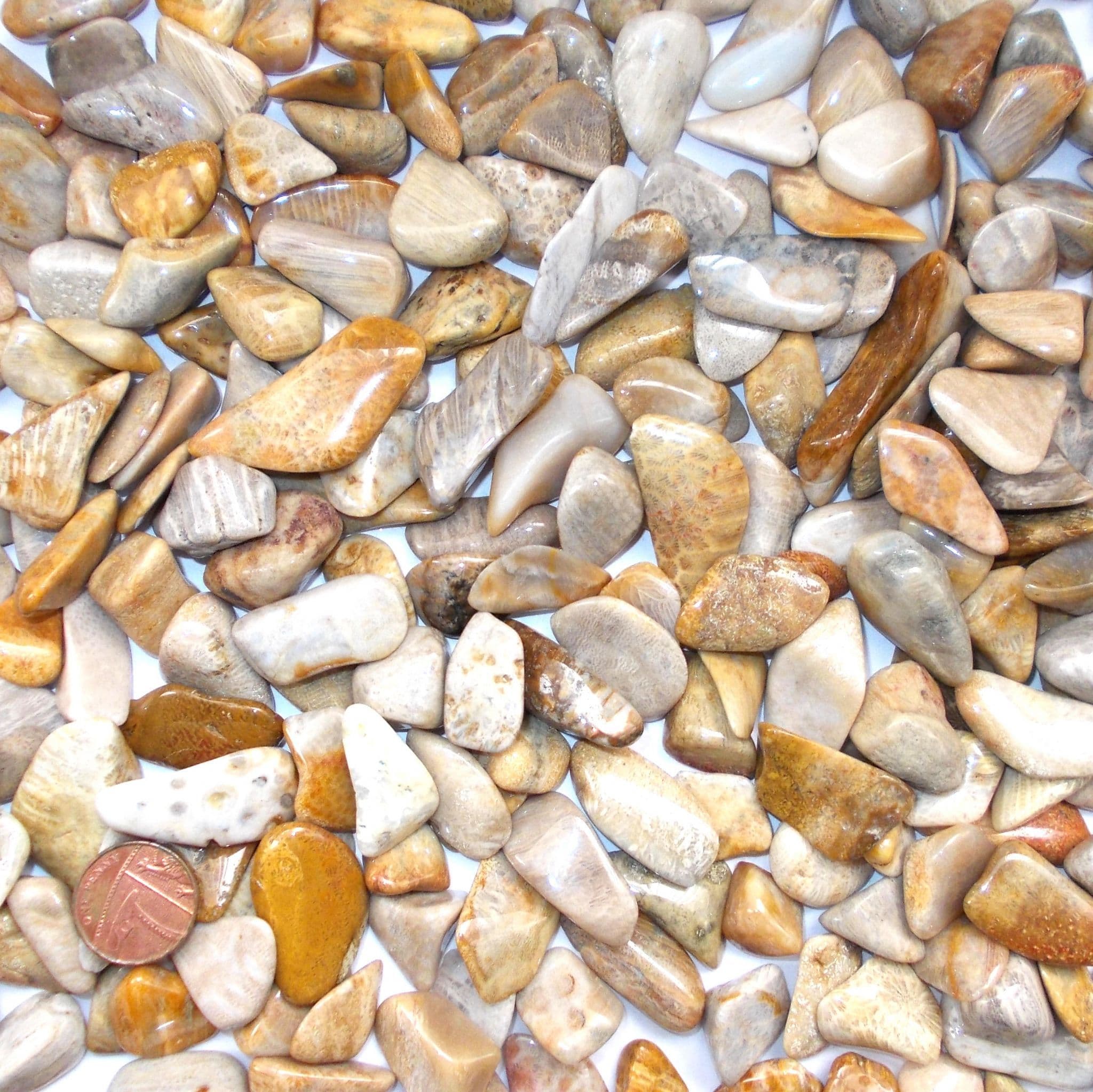 Agatized Coral Tumble Stone