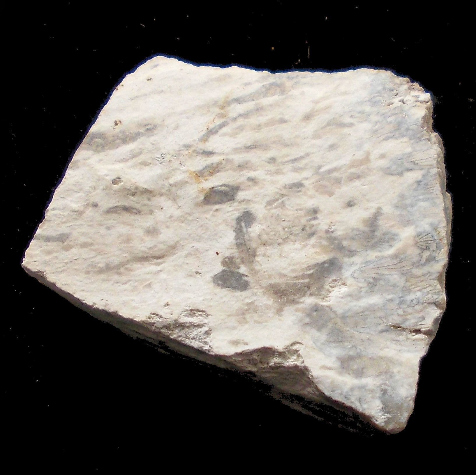 Fossilised Tisbury Coral Starstone Rough Stone Mineral Specimen 300g 3