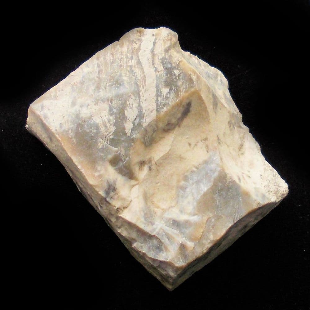Fossilised Tisbury Coral Starstone Rough Stone Mineral Specimen 300g 3