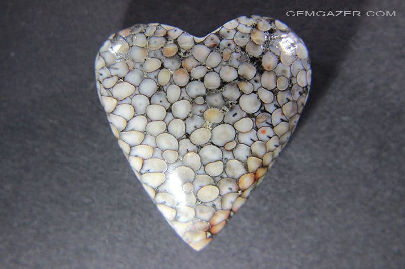 Agatized Fossil Fish cabochon aka "Snakeskin Agate" Indonesia 26 82 carats