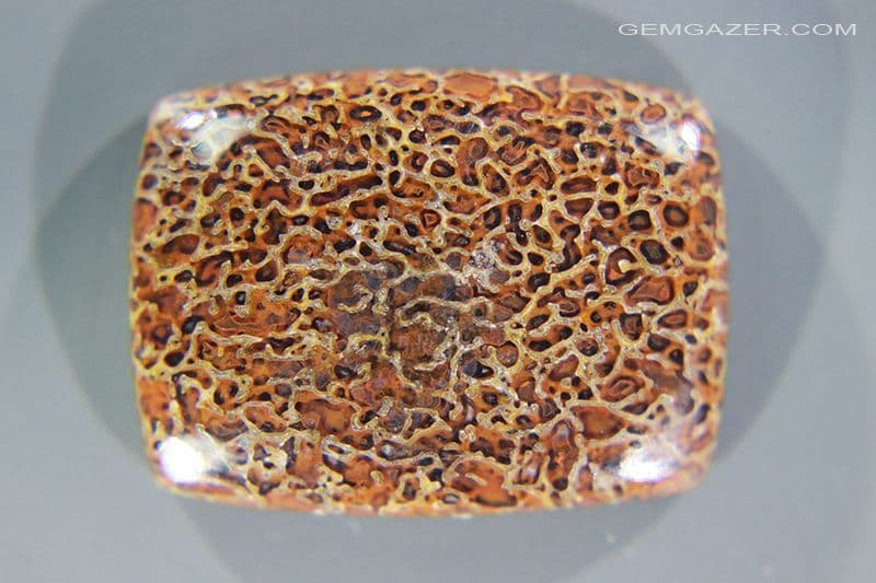 Fossil Dinosaur Bone cabochon USA 25 74 carats