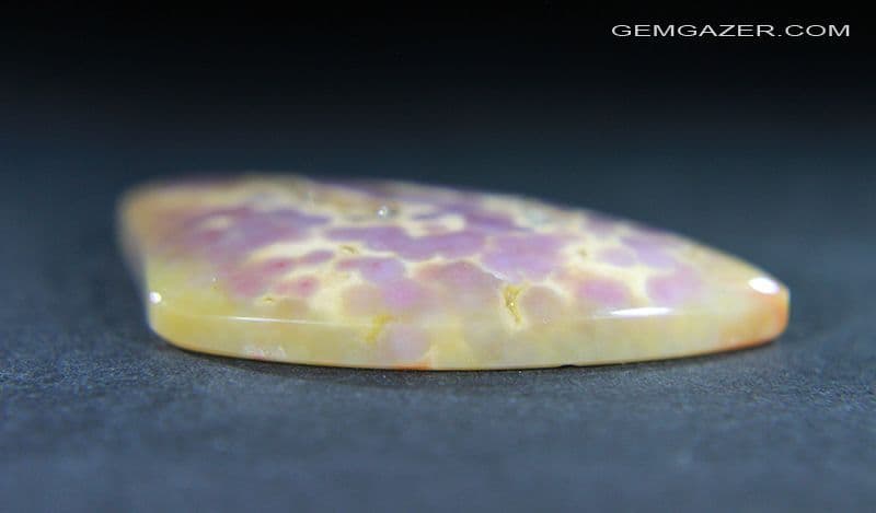 Fossil Palm root cabochon Indonesia 44 96 carats