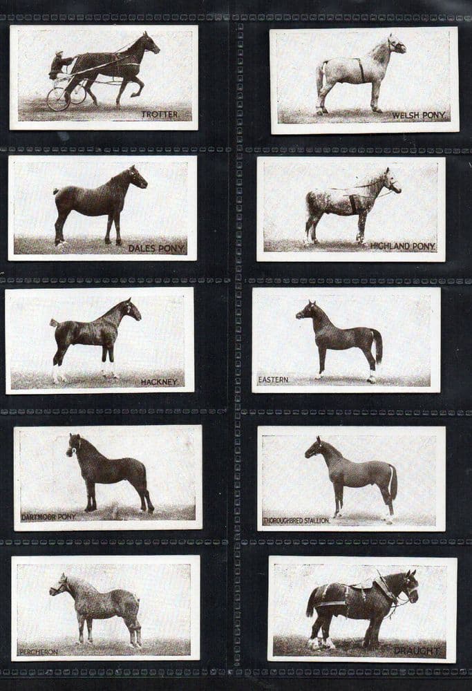 Cigarette cards Types of Horses 1926 set Stallion Pony Shire