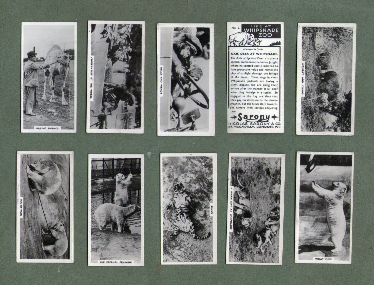 Collctable Cigarette cards set Whipsnade Zoo Polar Bear Lion Tiger Elephant