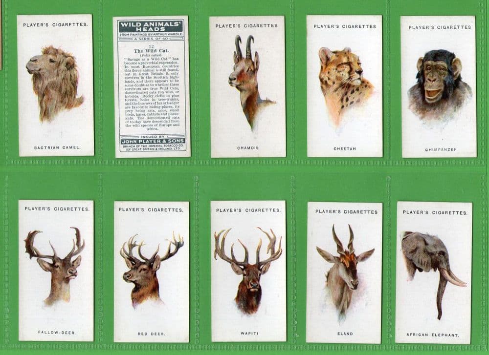 Collectible cigarette cards set Wild Animals Heads 1931 Badger Elephant ect