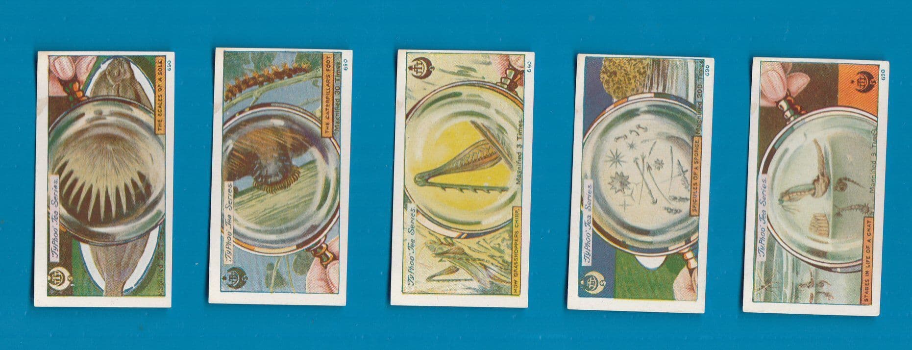 TRADE cards set Common Objects Magnified 1925