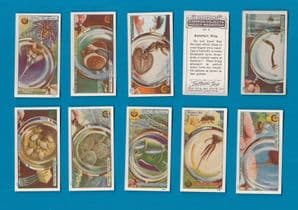TRADE cards set Common Objects Magnified 1925