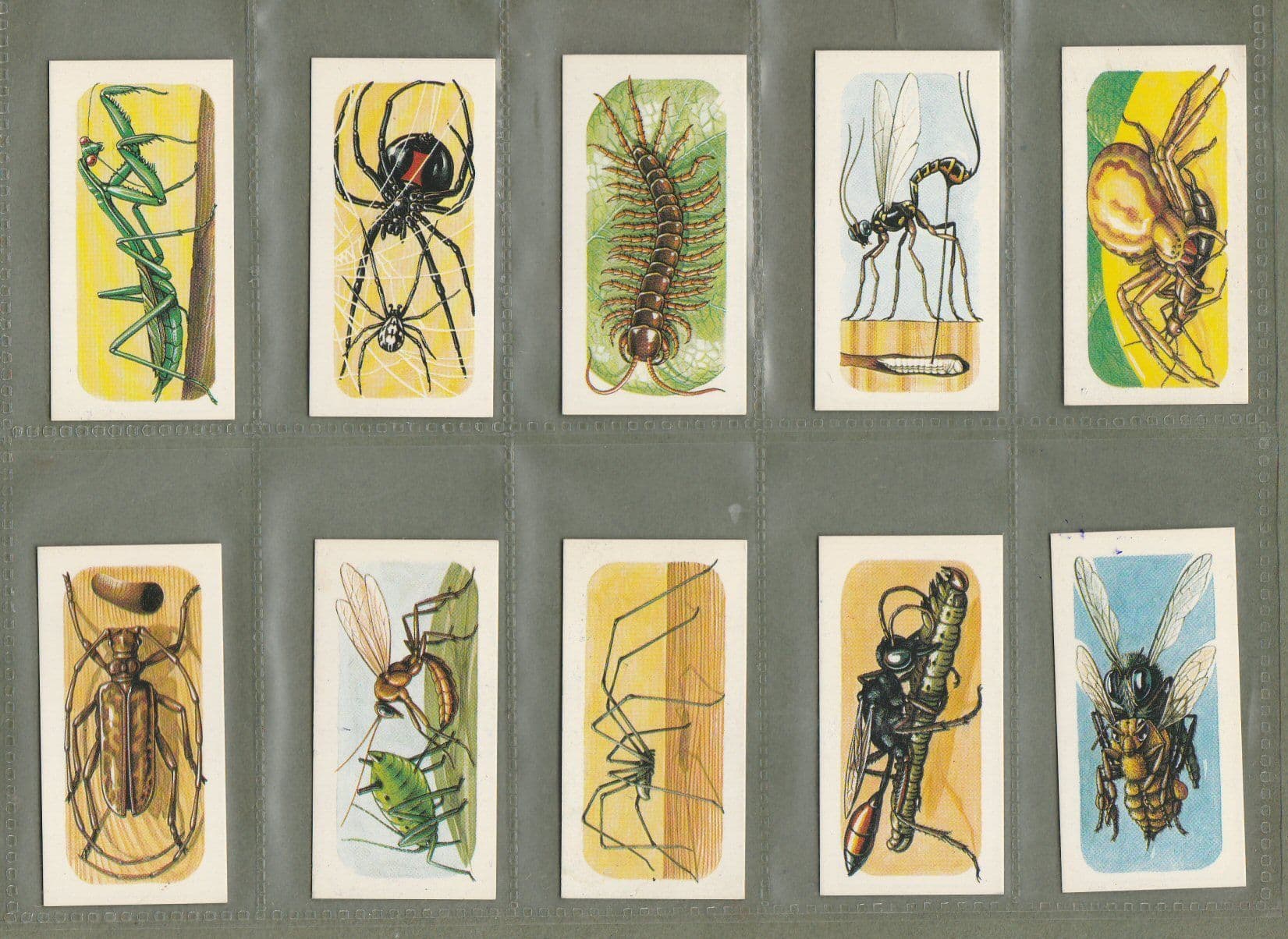TRADE cards set Mini-Monsters Spiders warps caterpillars beetles