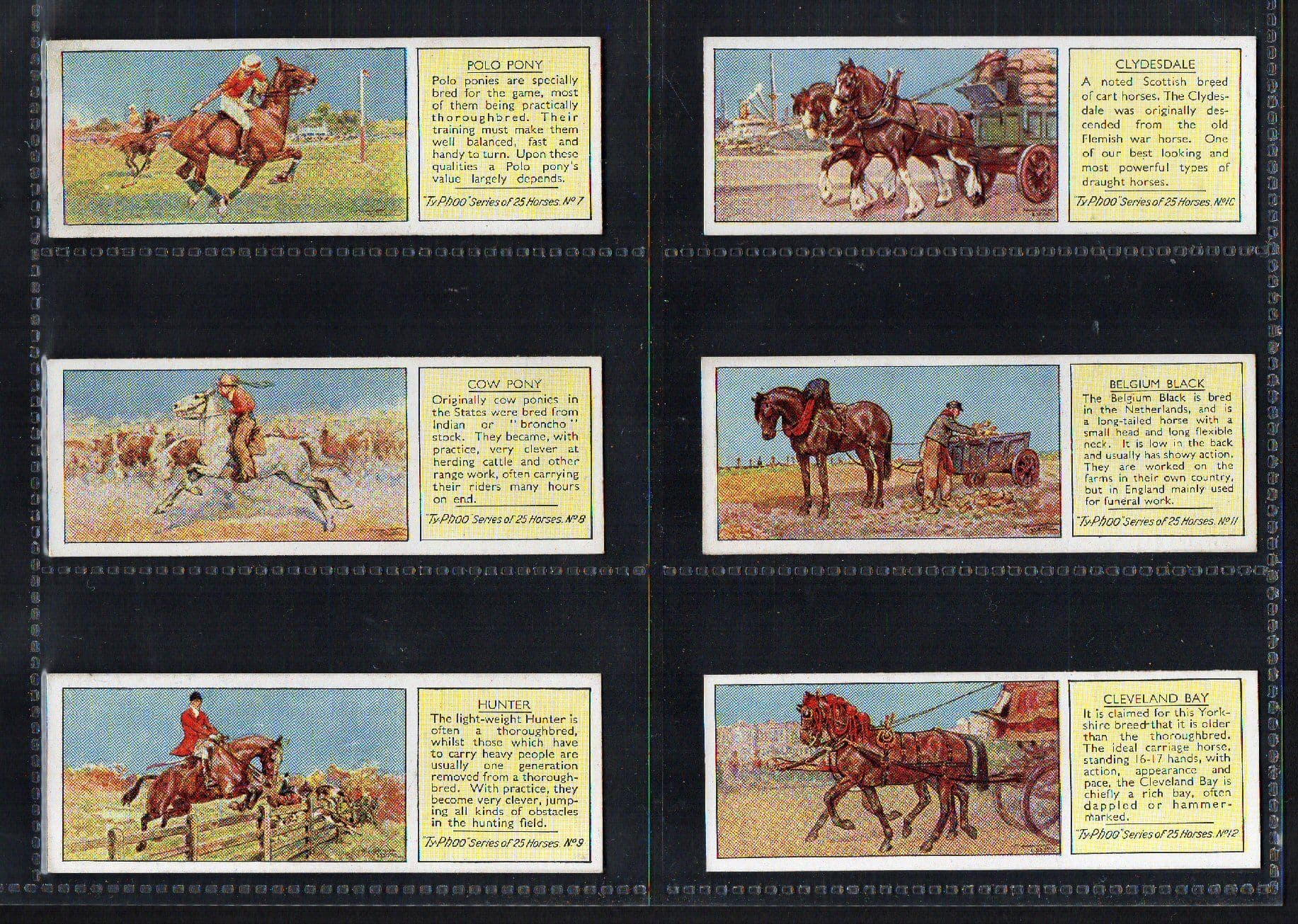 TRADE/ cigarette cards Horses 1935 set by Typhoo Tea Mustang Shire Horse