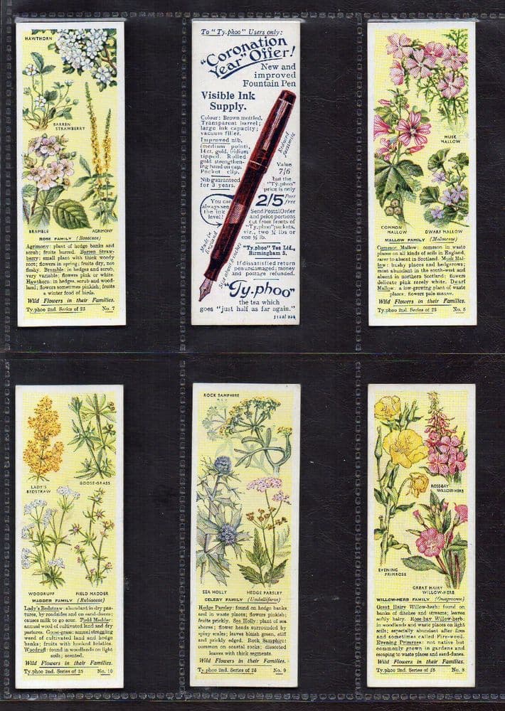 TRADE/ cigarette cards set Wild Flowers in their Families