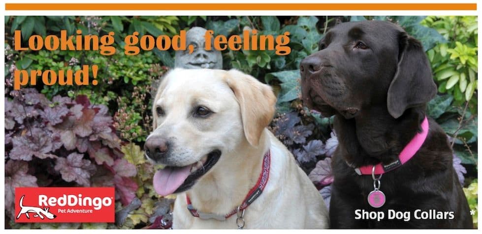 Dog Shop | Cat Shop | Growler Pets