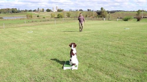 Cato Board Dog Training Platform.